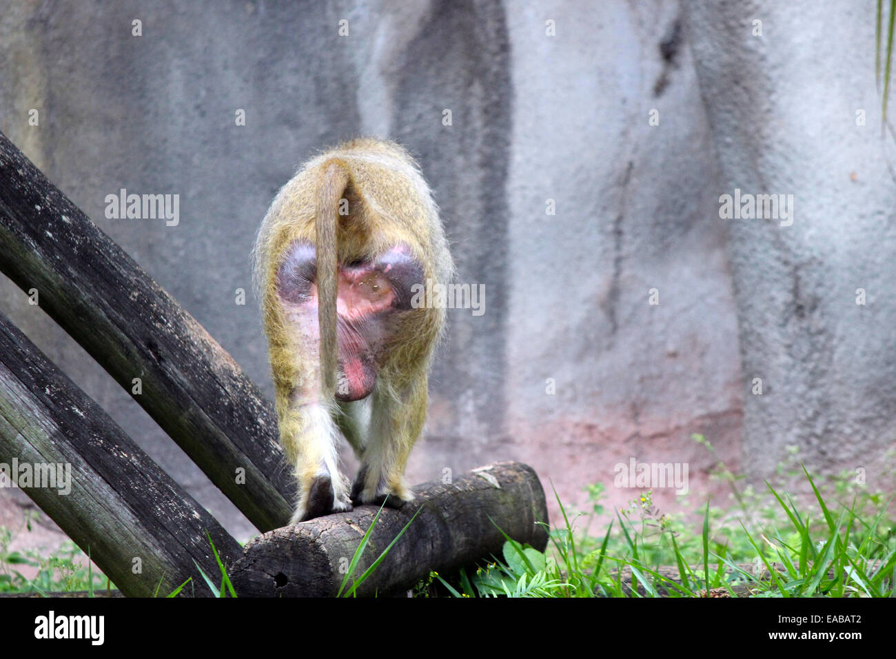 Wild Baboon Shown From Behind, Walking Away Stock Photo - Alamy