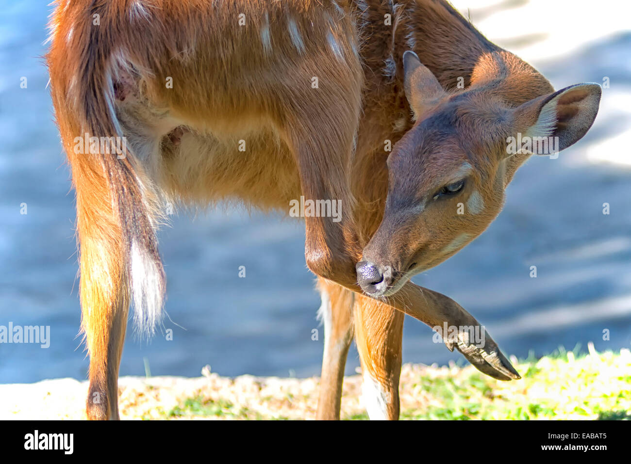 Bambi Deer in Kuwait Zoo, Kuwait Stock Photo - Alamy