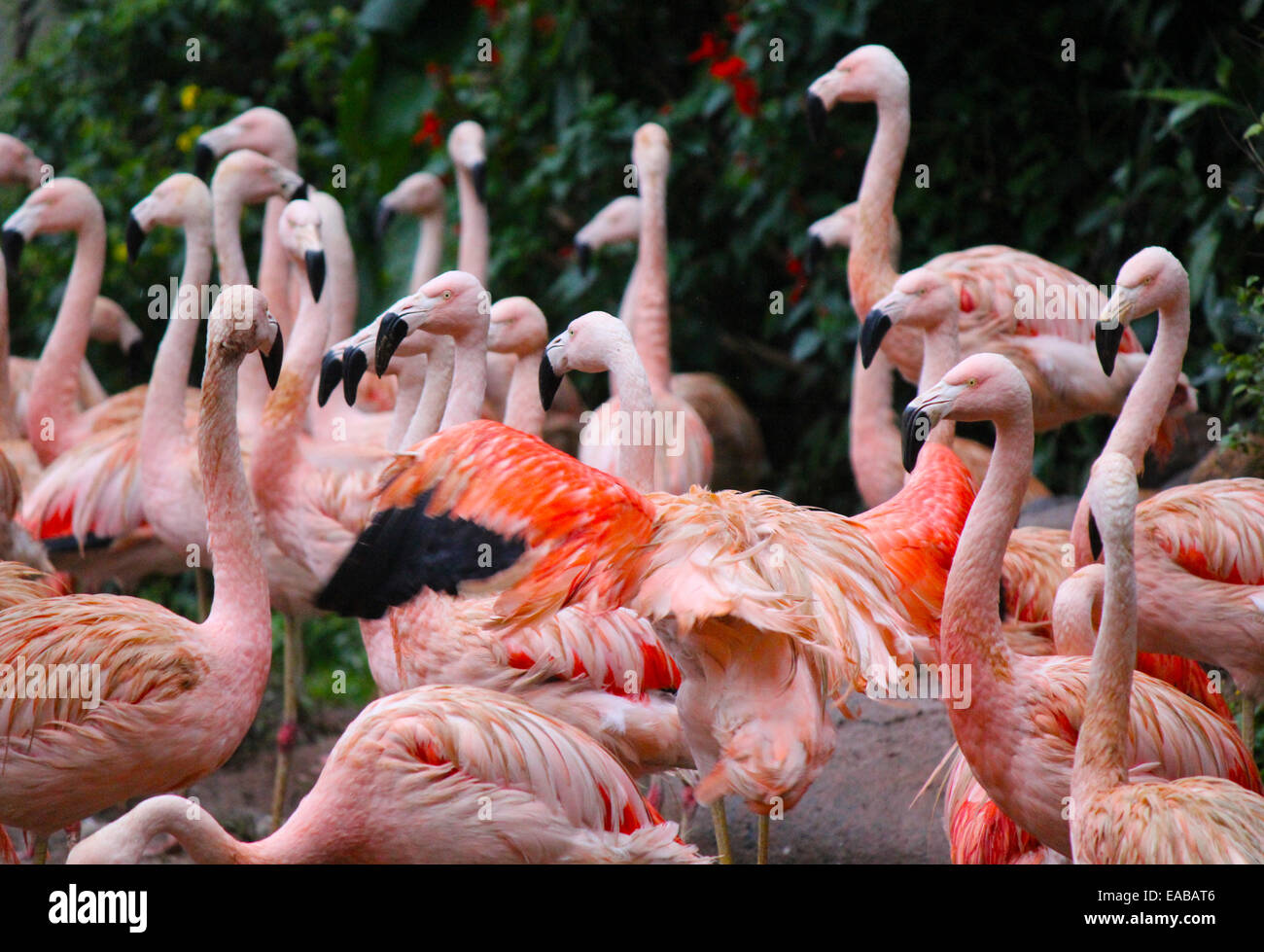Colony of pink Great Flamingos Stock Photo - Alamy
