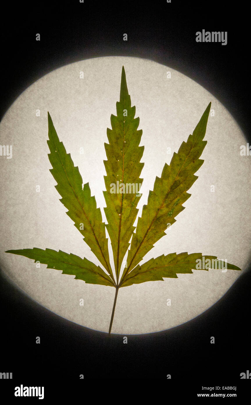 Marihuana cannabis indica hi-res stock photography and images - Alamy