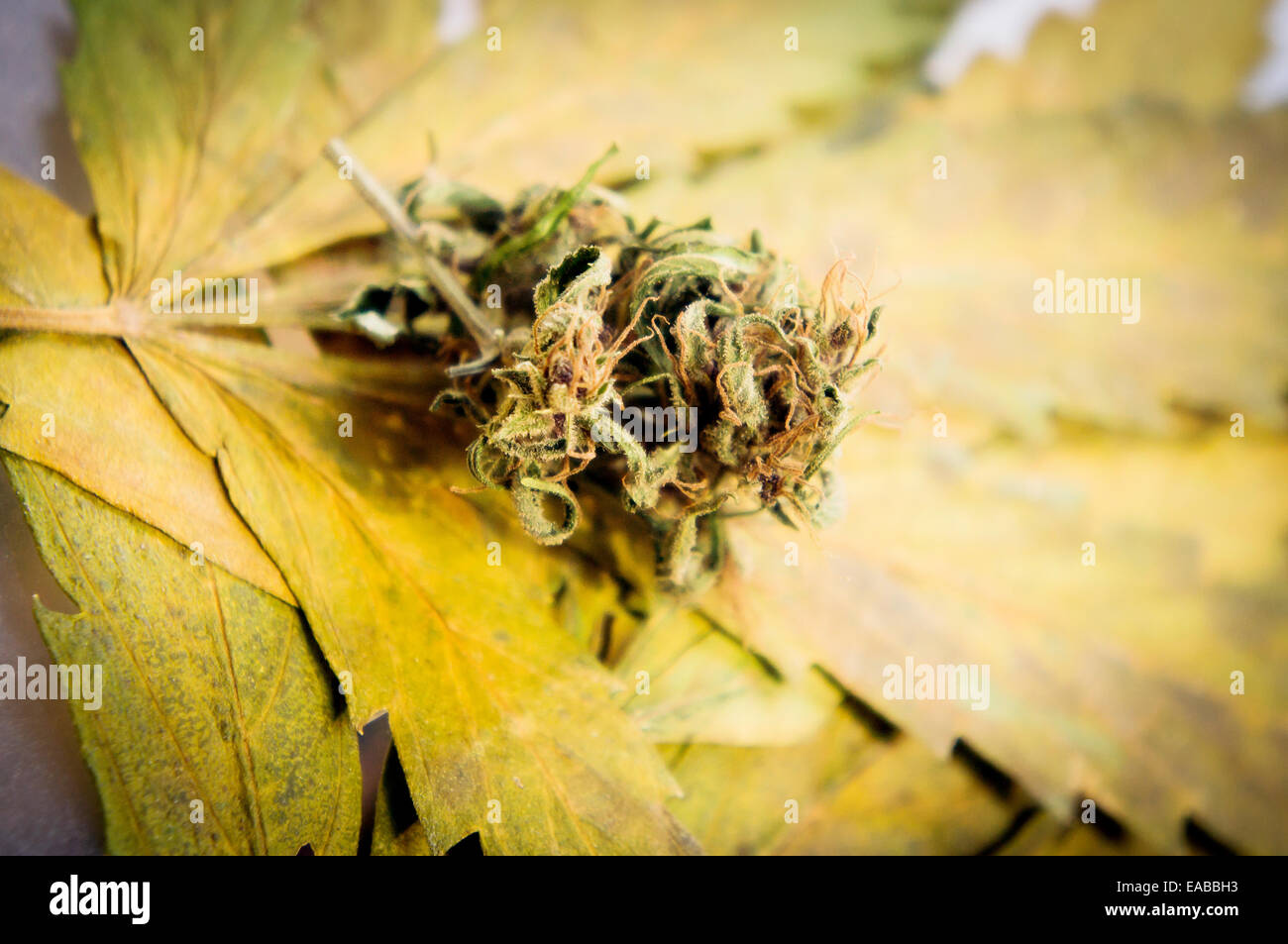 Cannabis sativa, indica, buds of marihuana, hemp, ganja, plant (CTK ...