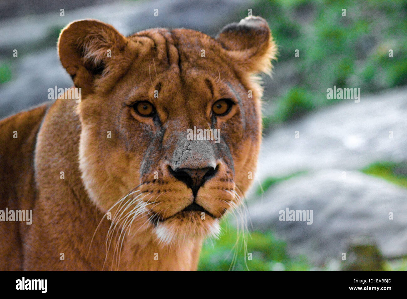 Frontal portrait male lion panthera hi-res stock photography and images ...