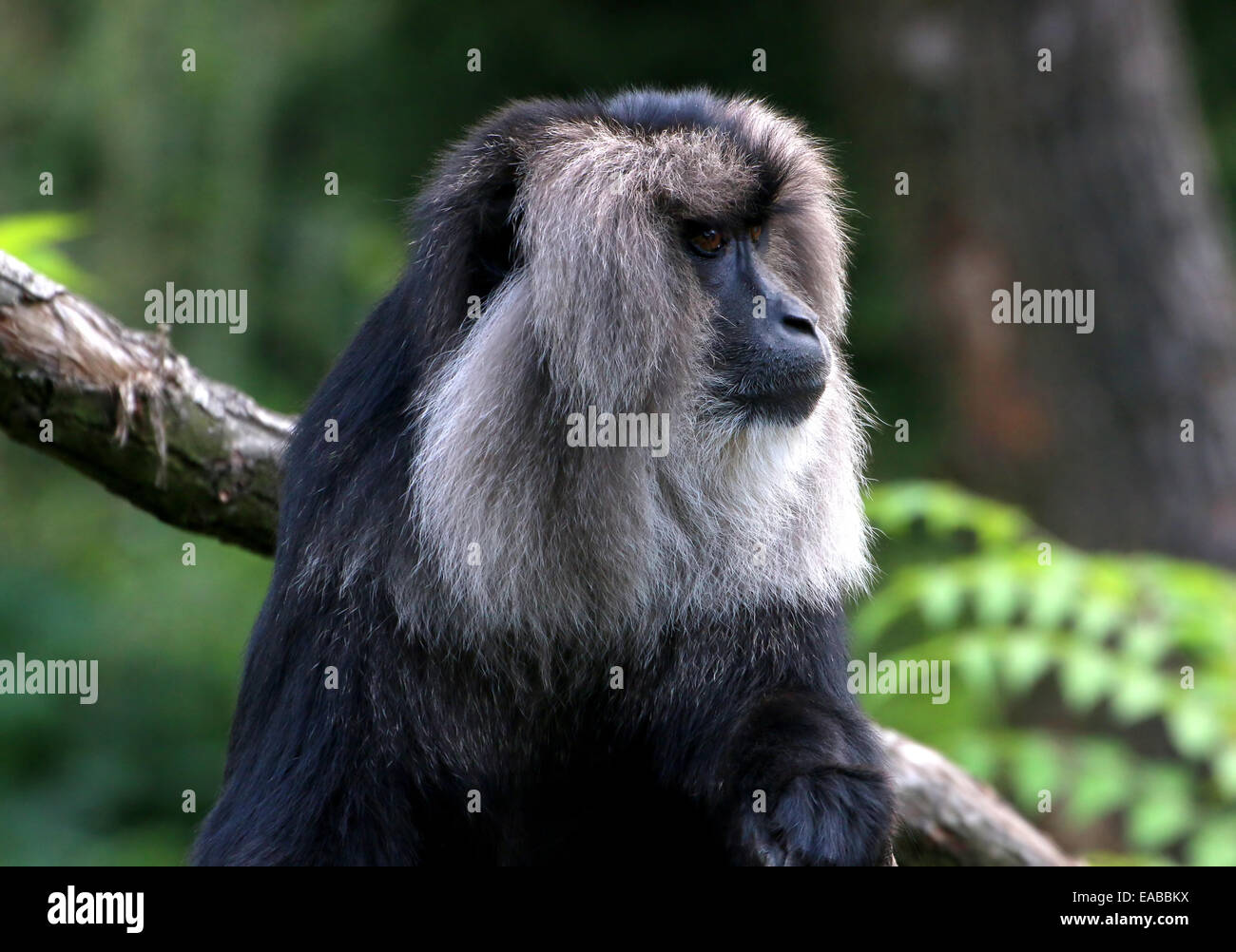 Close-up of a Lion-tailed macaque or Wanderoo (Macaca silenus) up in a ...