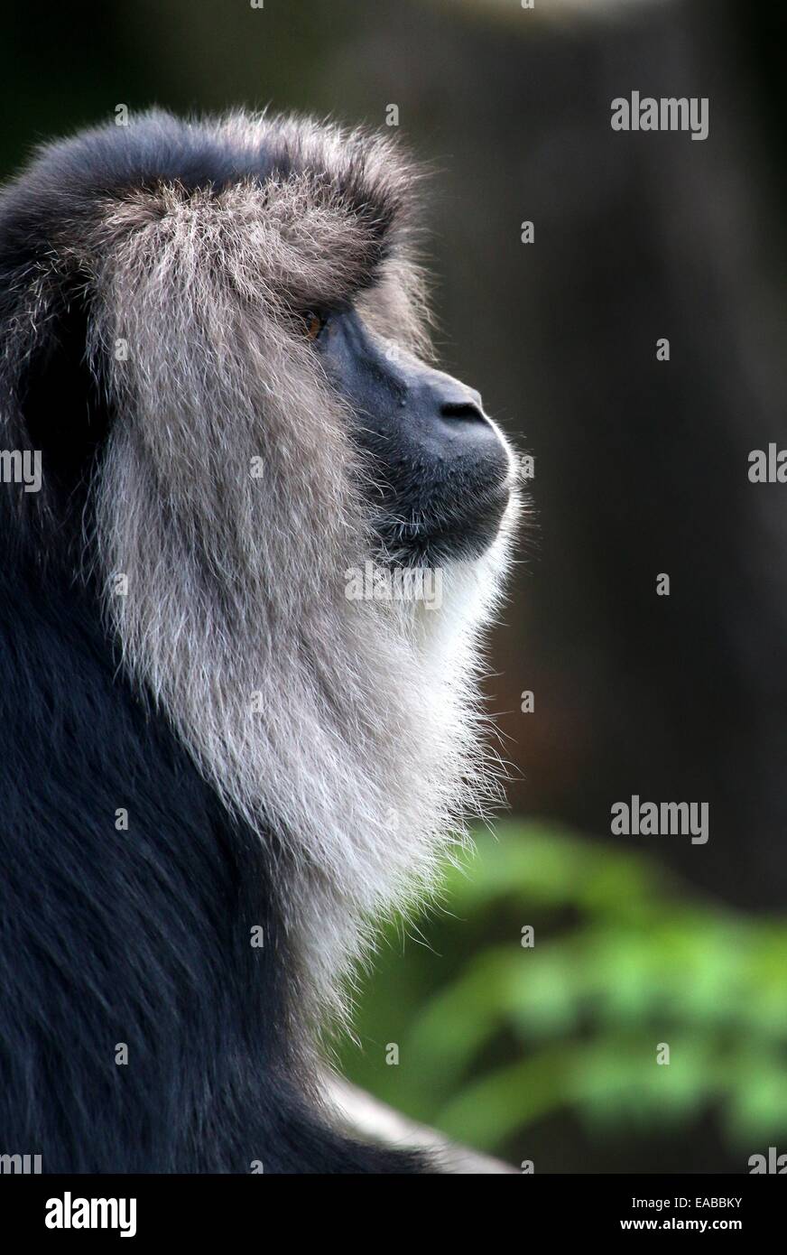 Macaco de cola de leon hi-res stock photography and images - Alamy