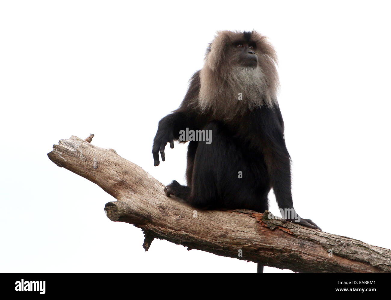 Macaco de cola de leon hi-res stock photography and images - Alamy
