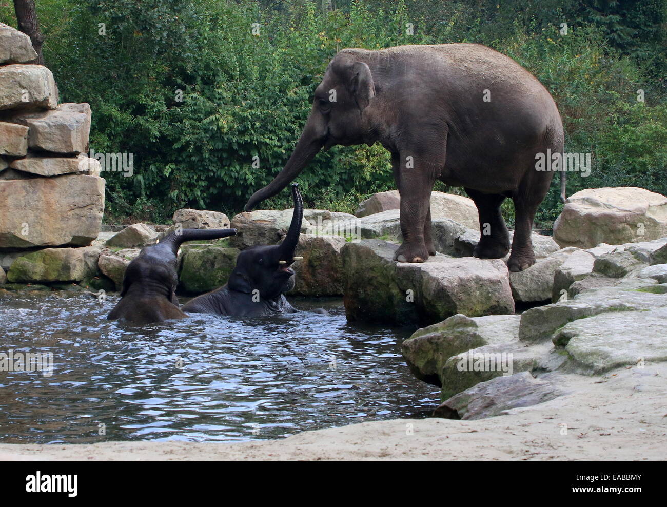 Female Indian elephant (Elephas maximus) swinging her trunk in greeting ...