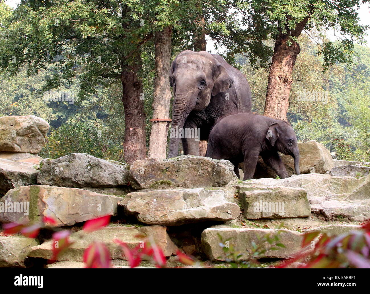 Caring young asian mother hi-res stock photography and images - Alamy