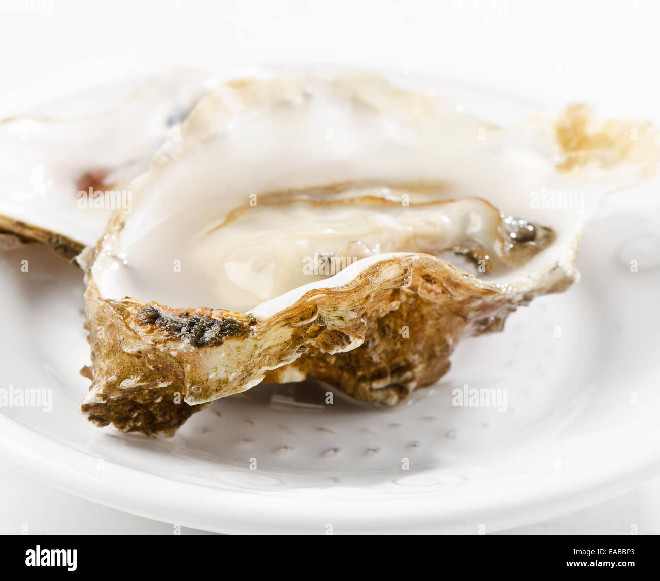 Selective focus closeup oyster hi-res stock photography and images - Alamy