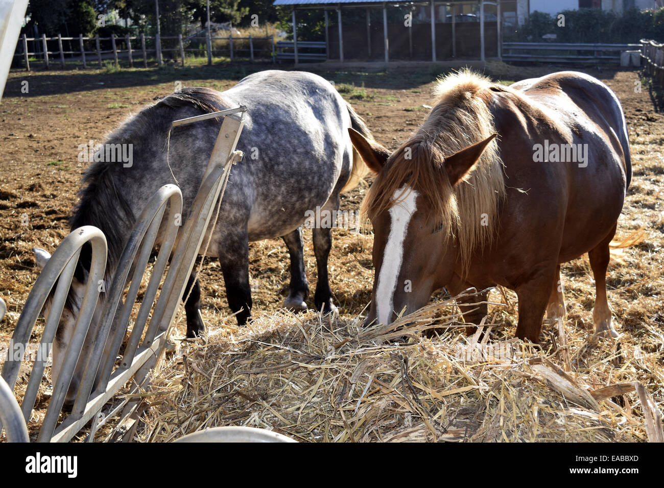 Horse the ground manege hi-res stock photography and images - Alamy
