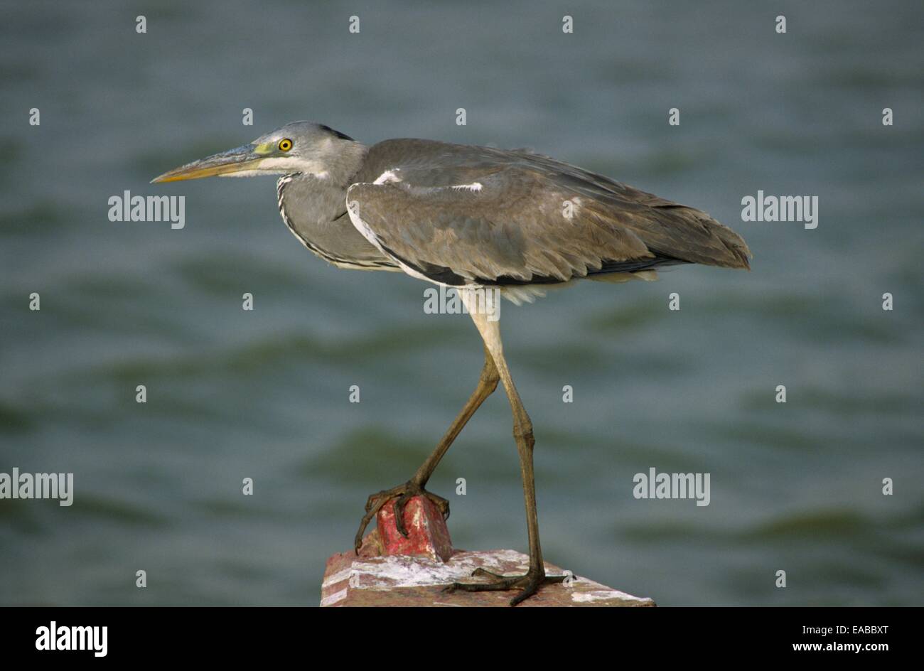 Gray heron (Ardea cinerea), Djoudj National park, Senegal, West Africa ...