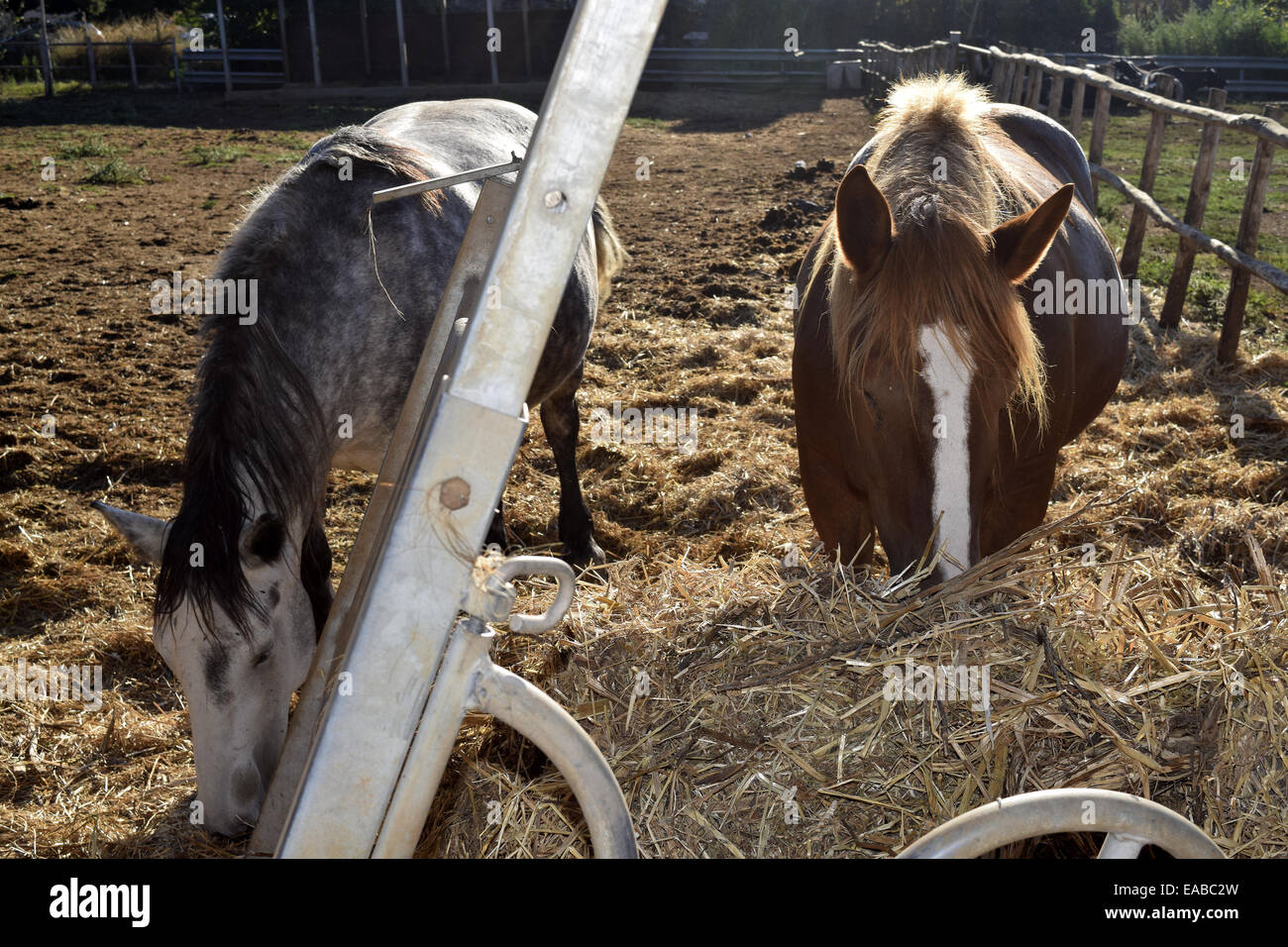 manege of horses Stock Photo - Alamy