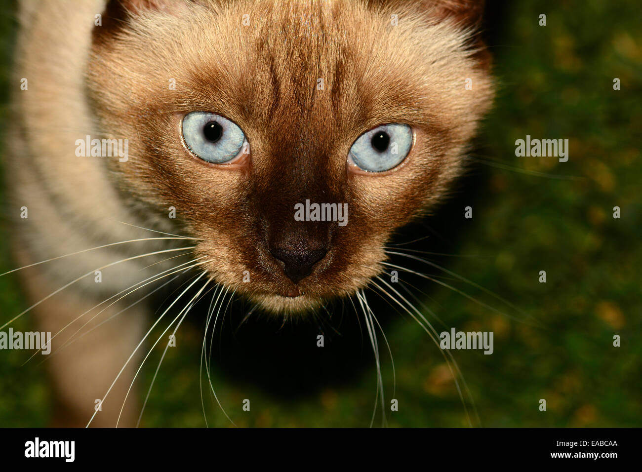 Siamese Cat Breed High Resolution Stock Photography and Images - Alamy