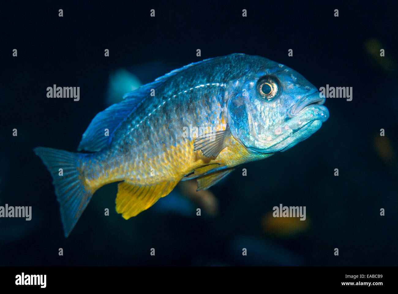 Blue eyes fish hi-res stock photography and images - Alamy