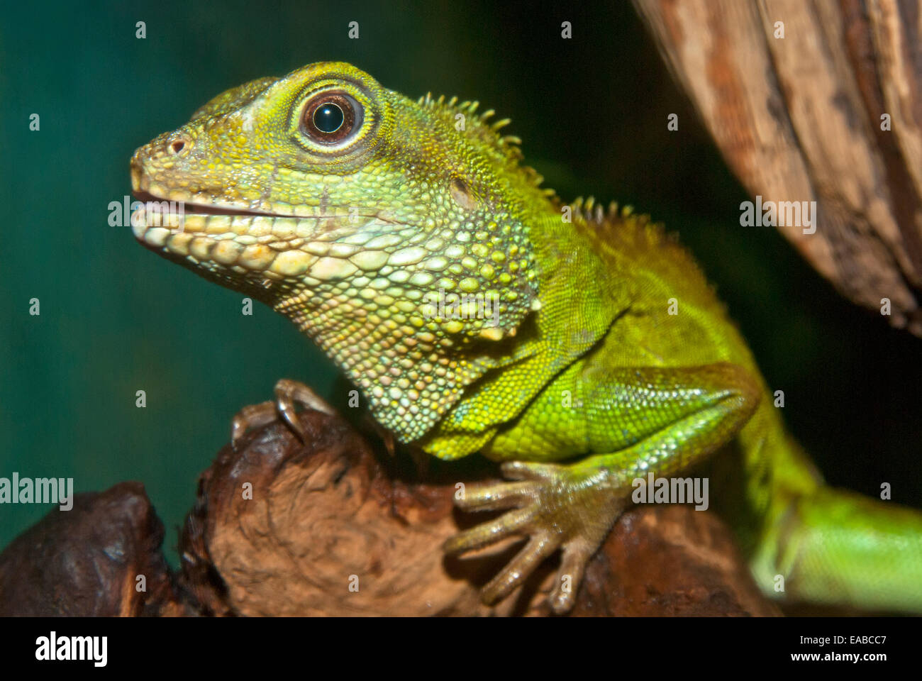 Green water dragon, Physignathus cocincinus Stock Photo - Alamy