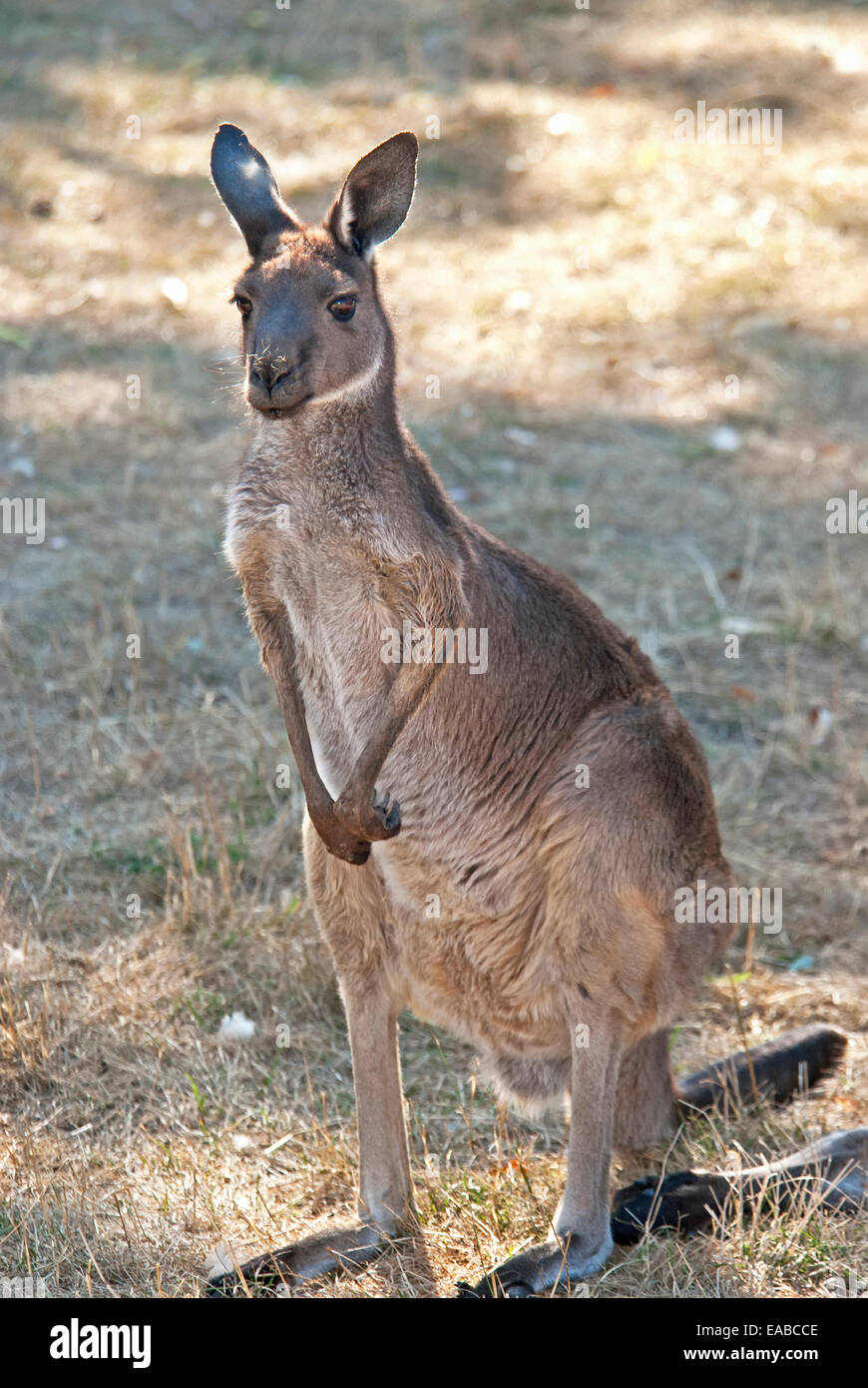 Kangaroo, leans on its tail Stock Photo - Alamy