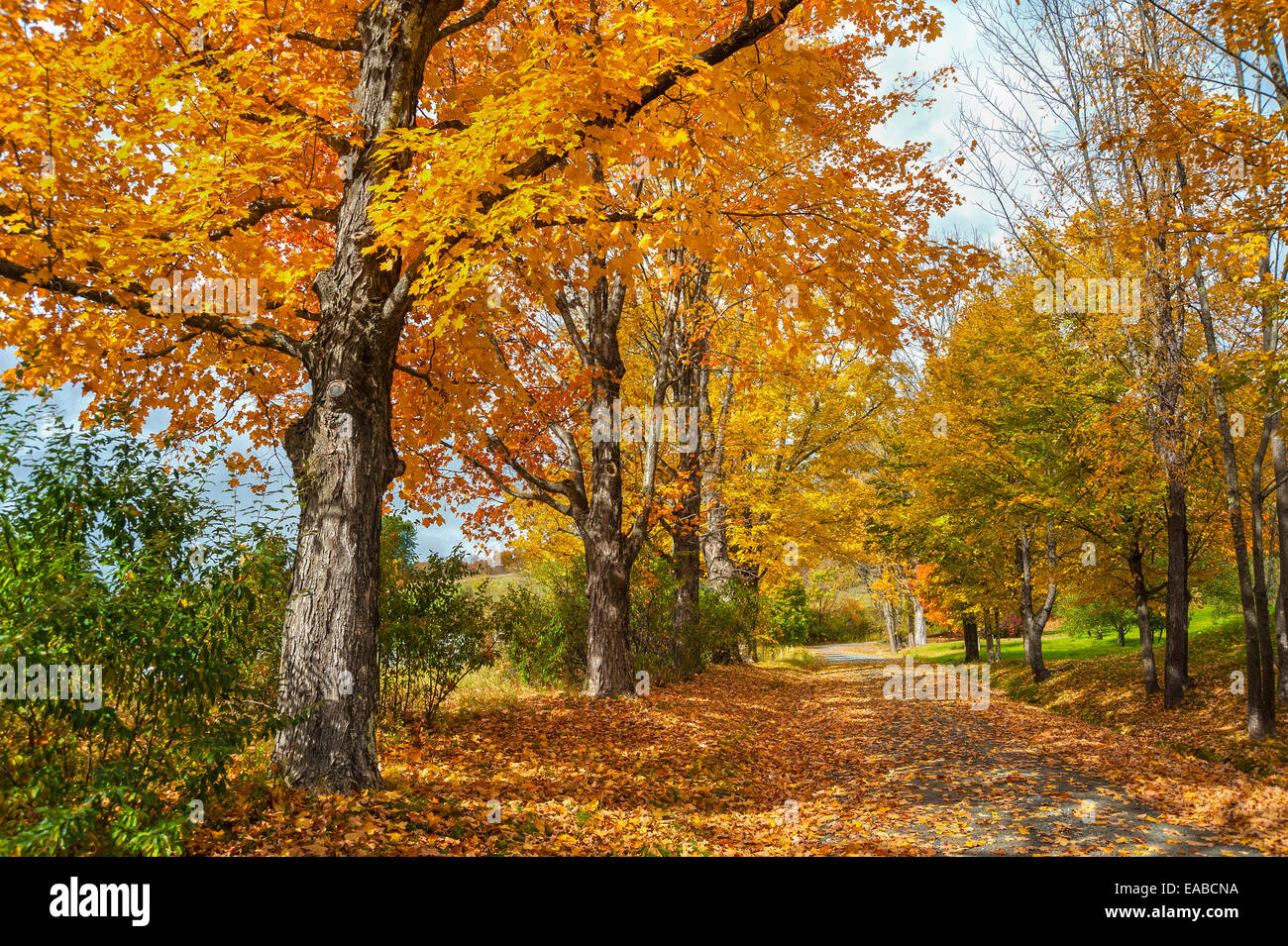 Season maple trees hi-res stock photography and images - Alamy