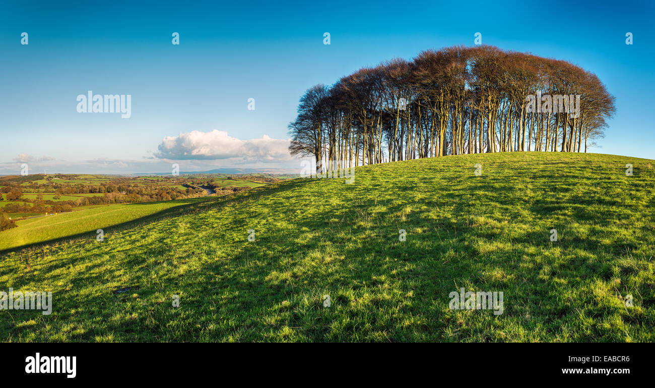 Iconic stand of Beech trees on a hill on the side of the A30 on the ...