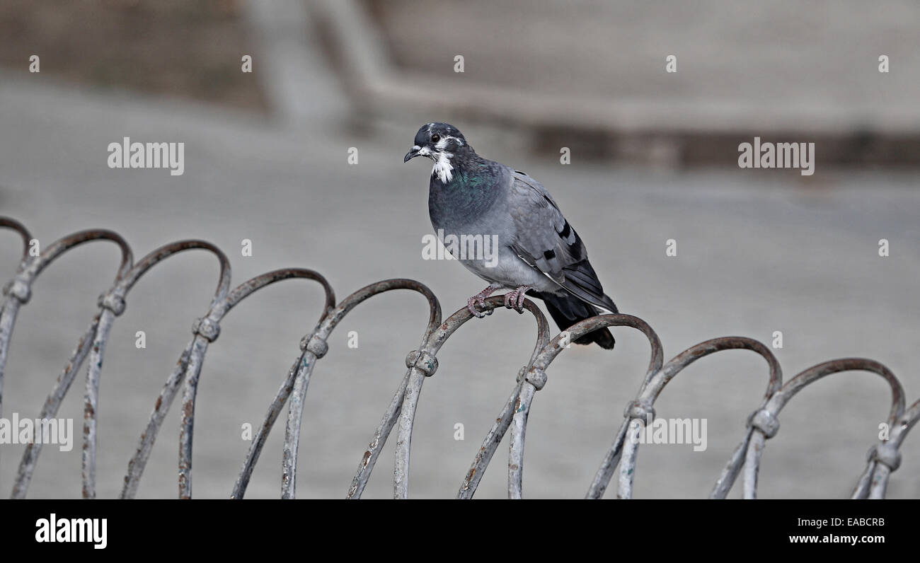 Pigeon Breed High Resolution Stock Photography and Images - Alamy