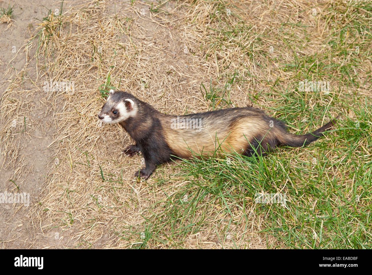 Polecat ferret hi-res stock photography and images - Alamy