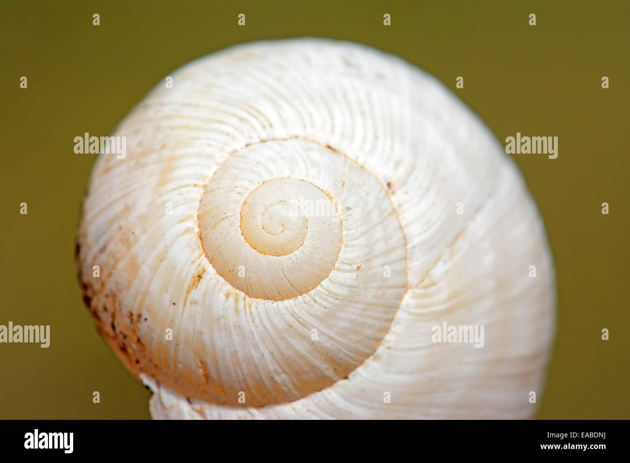 Structure of snail hi-res stock photography and images - Alamy