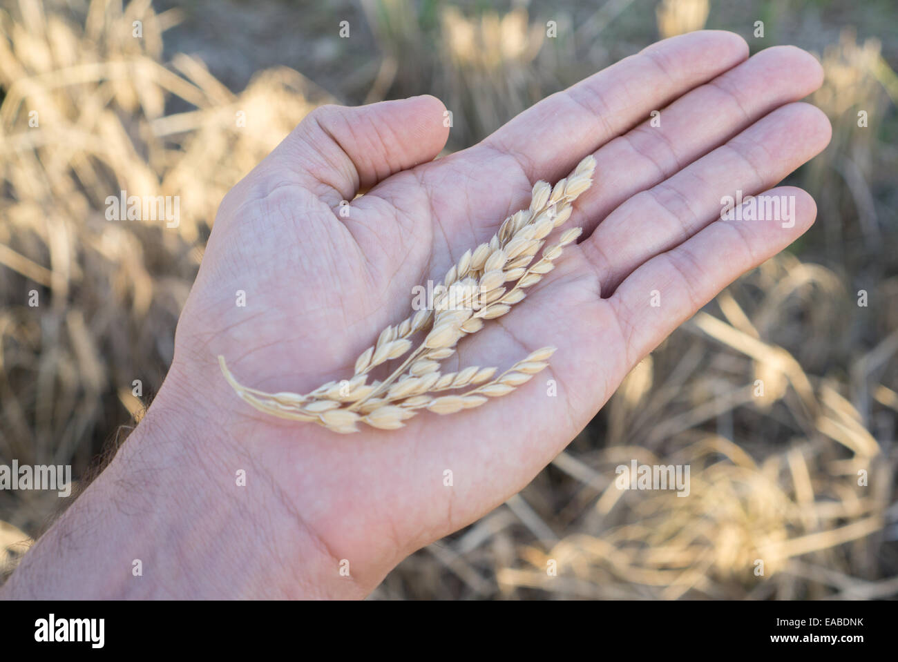 Caucasian man hand with rice spike Stock Photo - Alamy