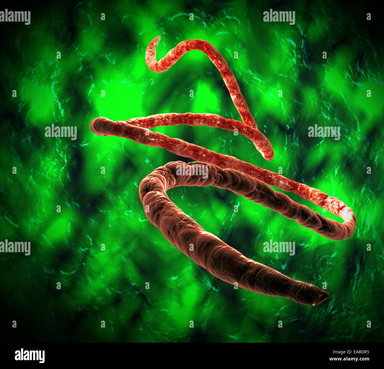 Ebola virus, Microscopic view Stock Photo - Alamy Ebola virus, Microscopic view Stock Photo - Alamy