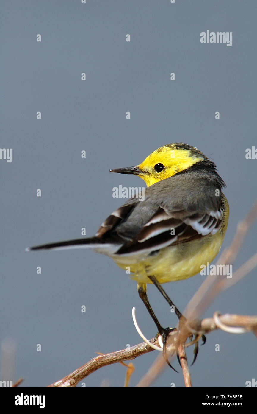 Motacilla Feldegg Feldegg High Resolution Stock Photography and Images ...