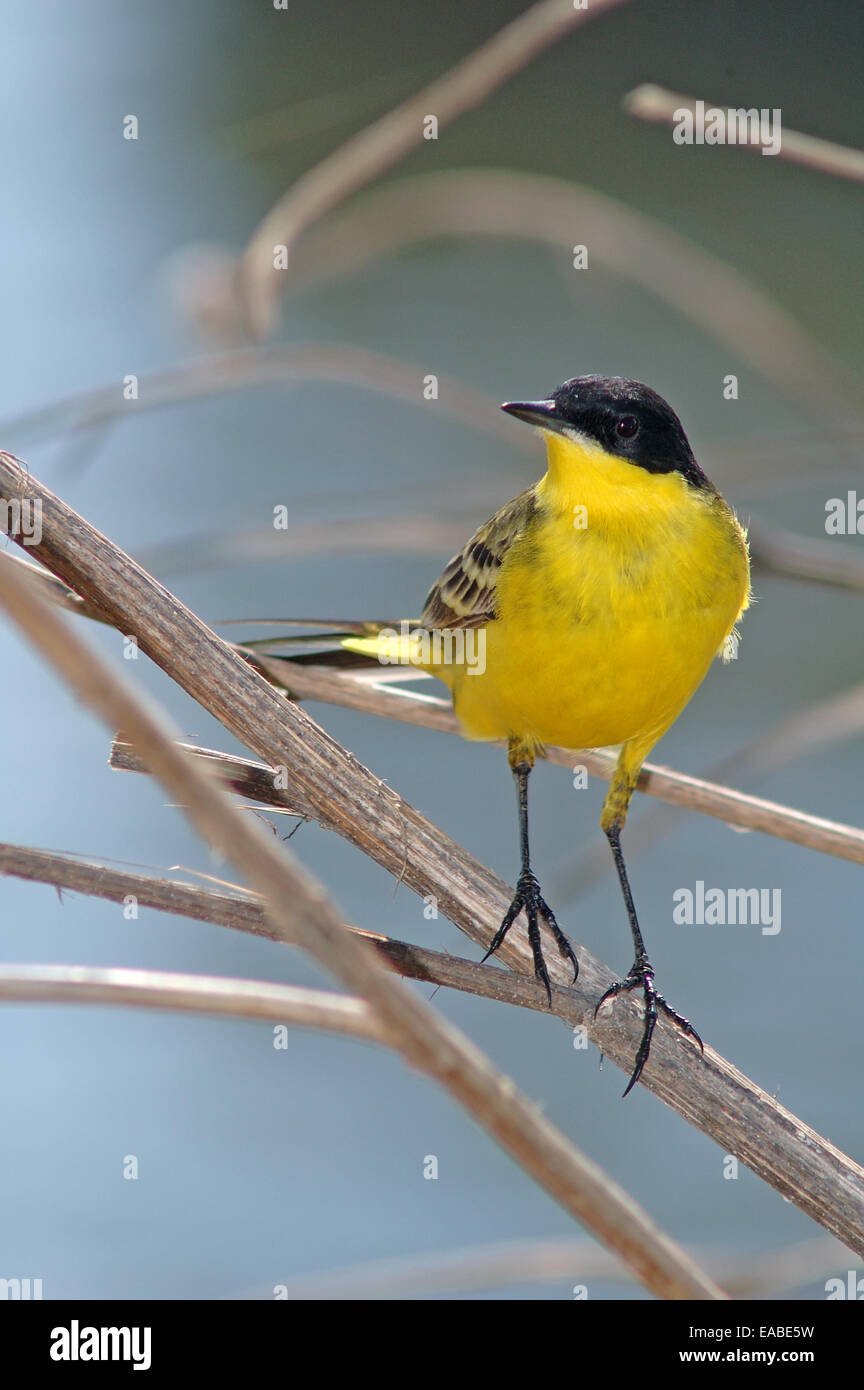 Motacilla tschutschensis hi-res stock photography and images - Alamy