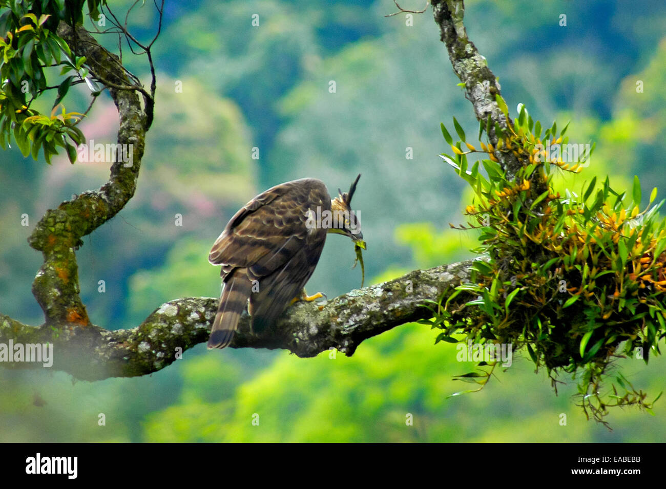 Javan-hawk eagle preys a chameleon Stock Photo - Alamy