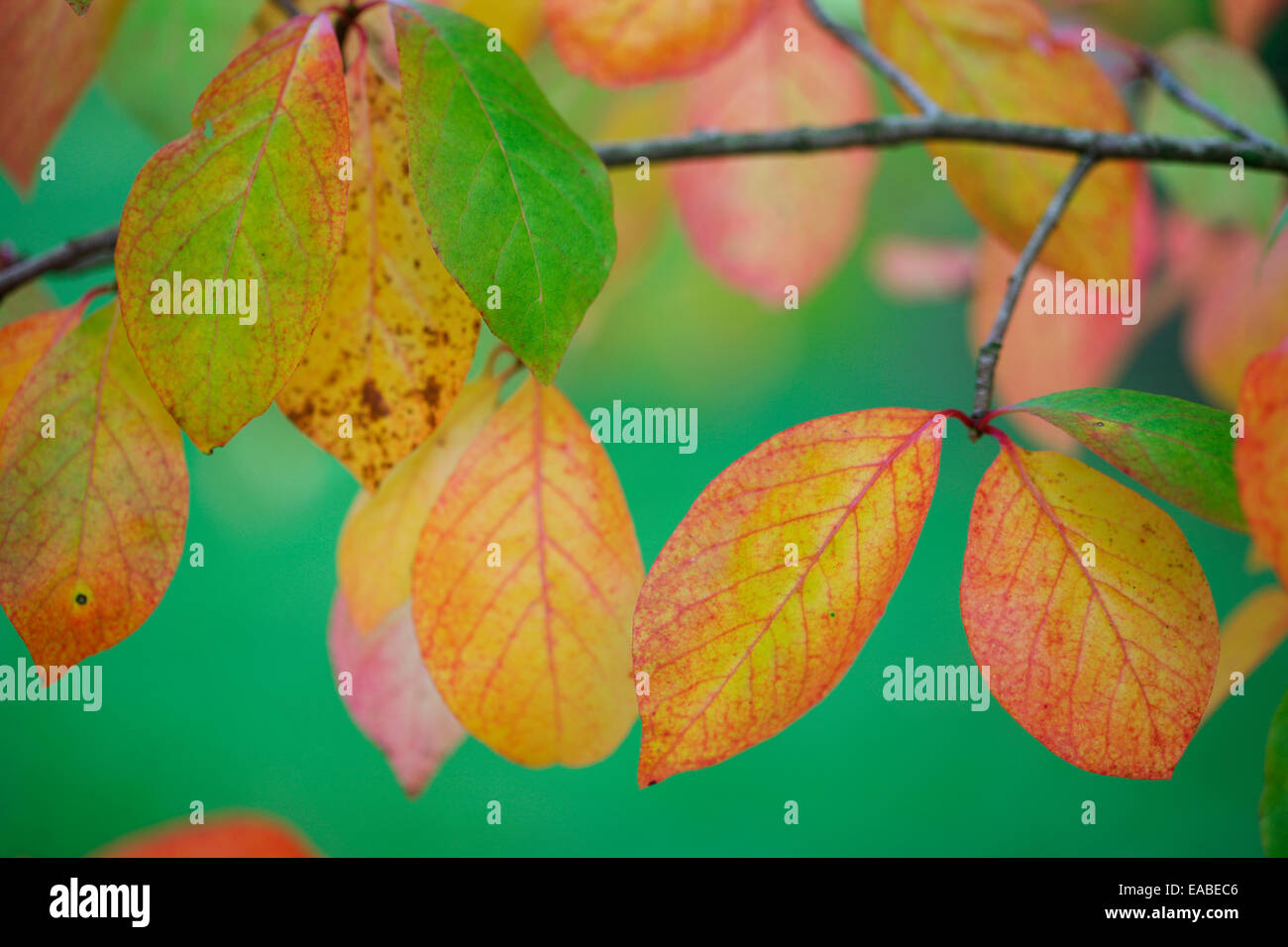 Black gum tree hi-res stock photography and images - Alamy