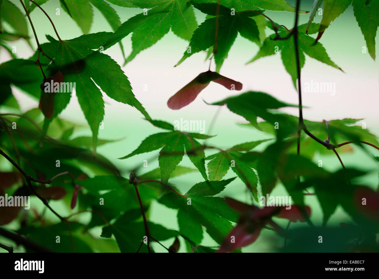 Japanese maple samara hi-res stock photography and images - Alamy