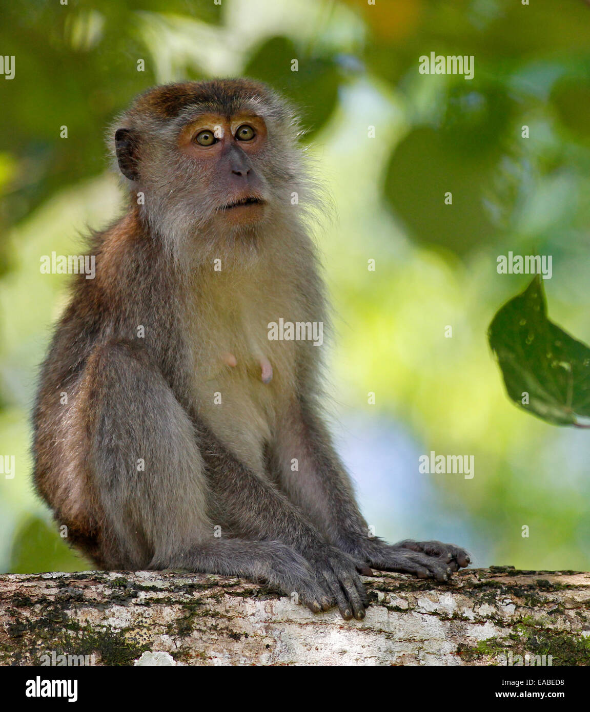 Crab-eating macaque - Macaca fascicularis - also known as the long ...