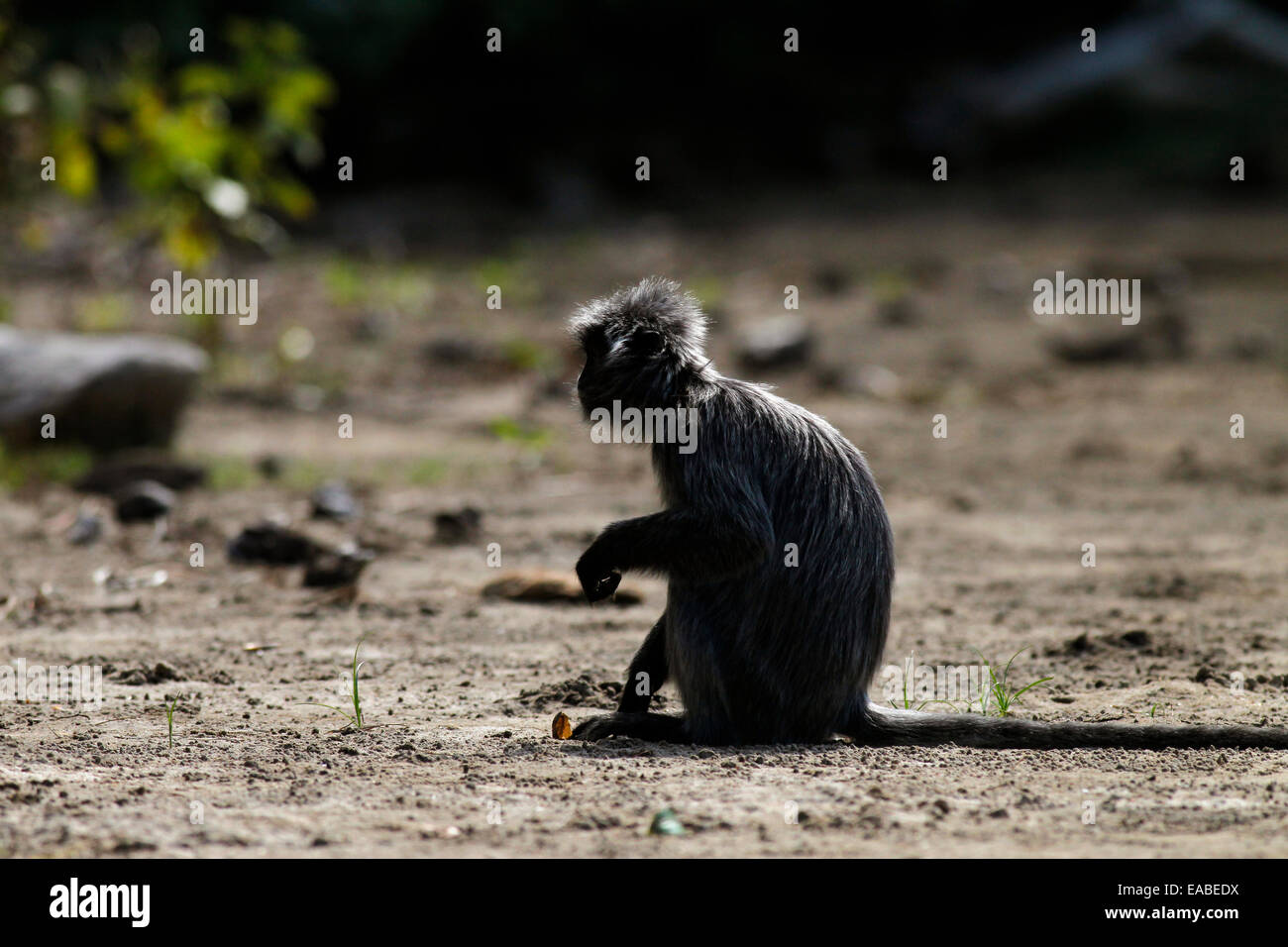 Silver langur hi-res stock photography and images - Alamy