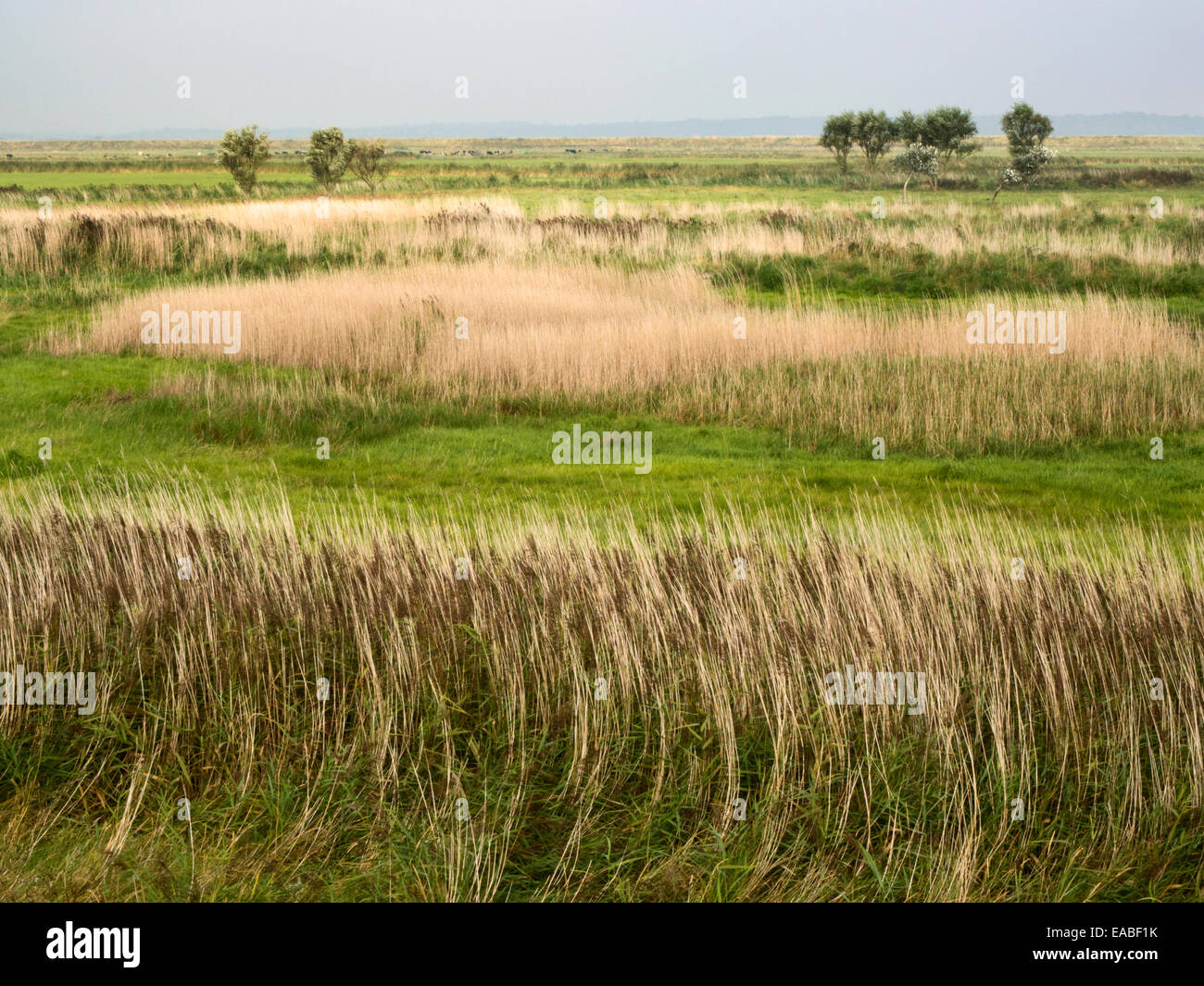 Marsh Marshland Marshes Reed High Resolution Stock Photography and ...
