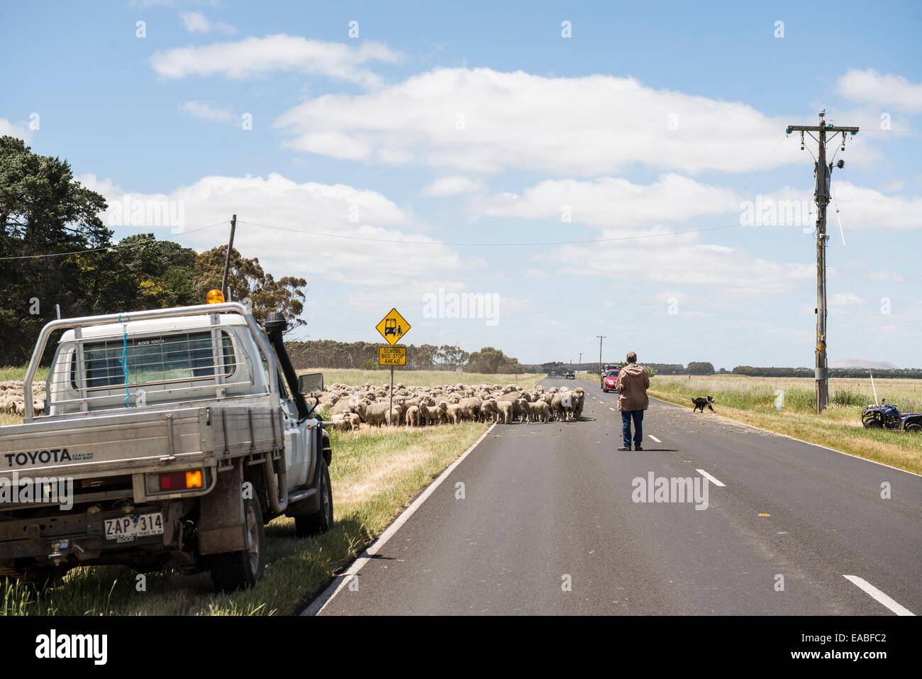 Sheep crossing road hi-res stock photography and images - Alamy