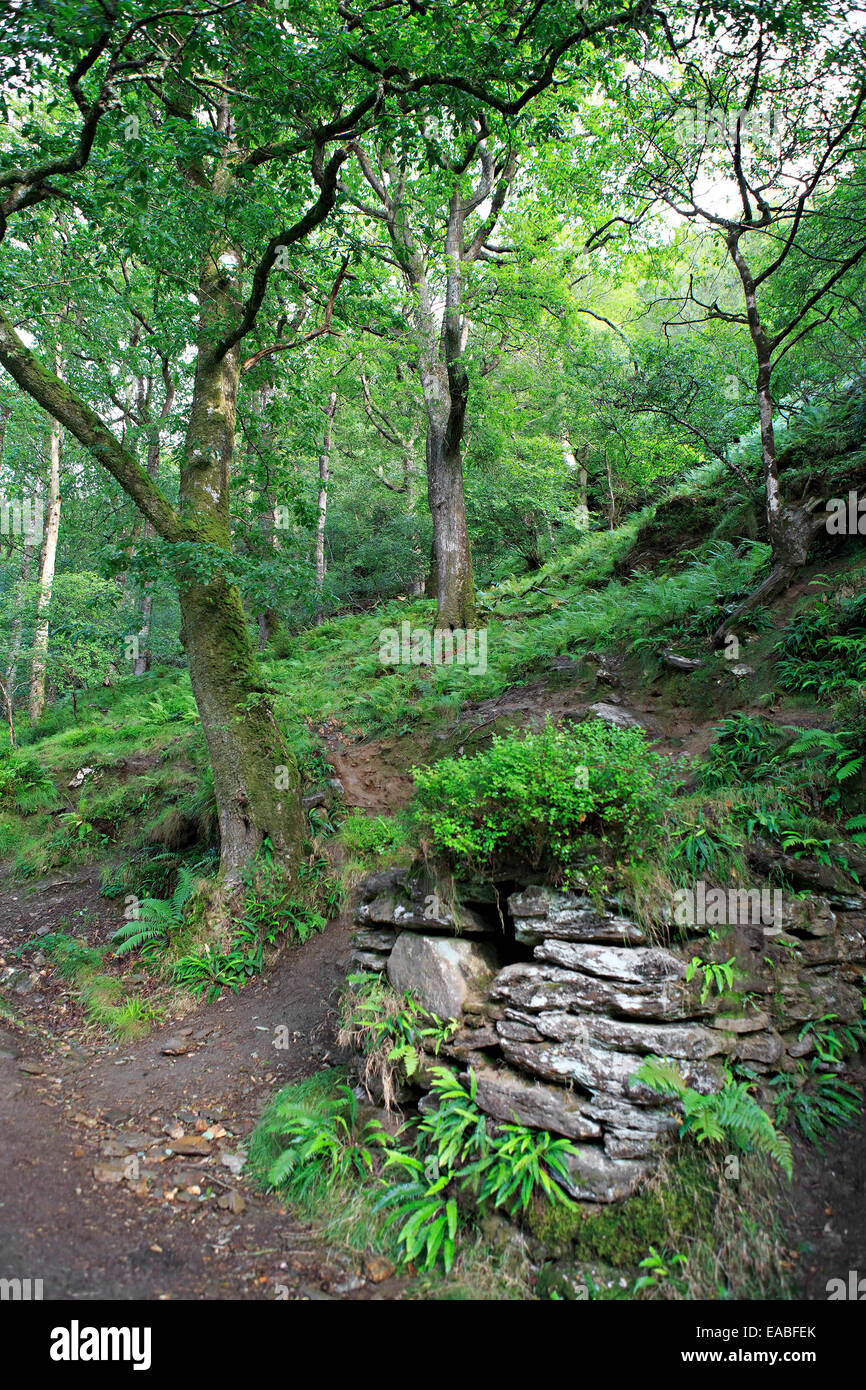Beautiful relic forest after the rain Stock Photo - Alamy