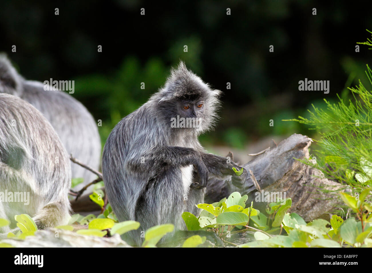 Silver langur hi-res stock photography and images - Alamy