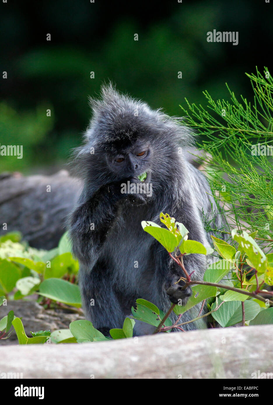 Silver langur hi-res stock photography and images - Alamy