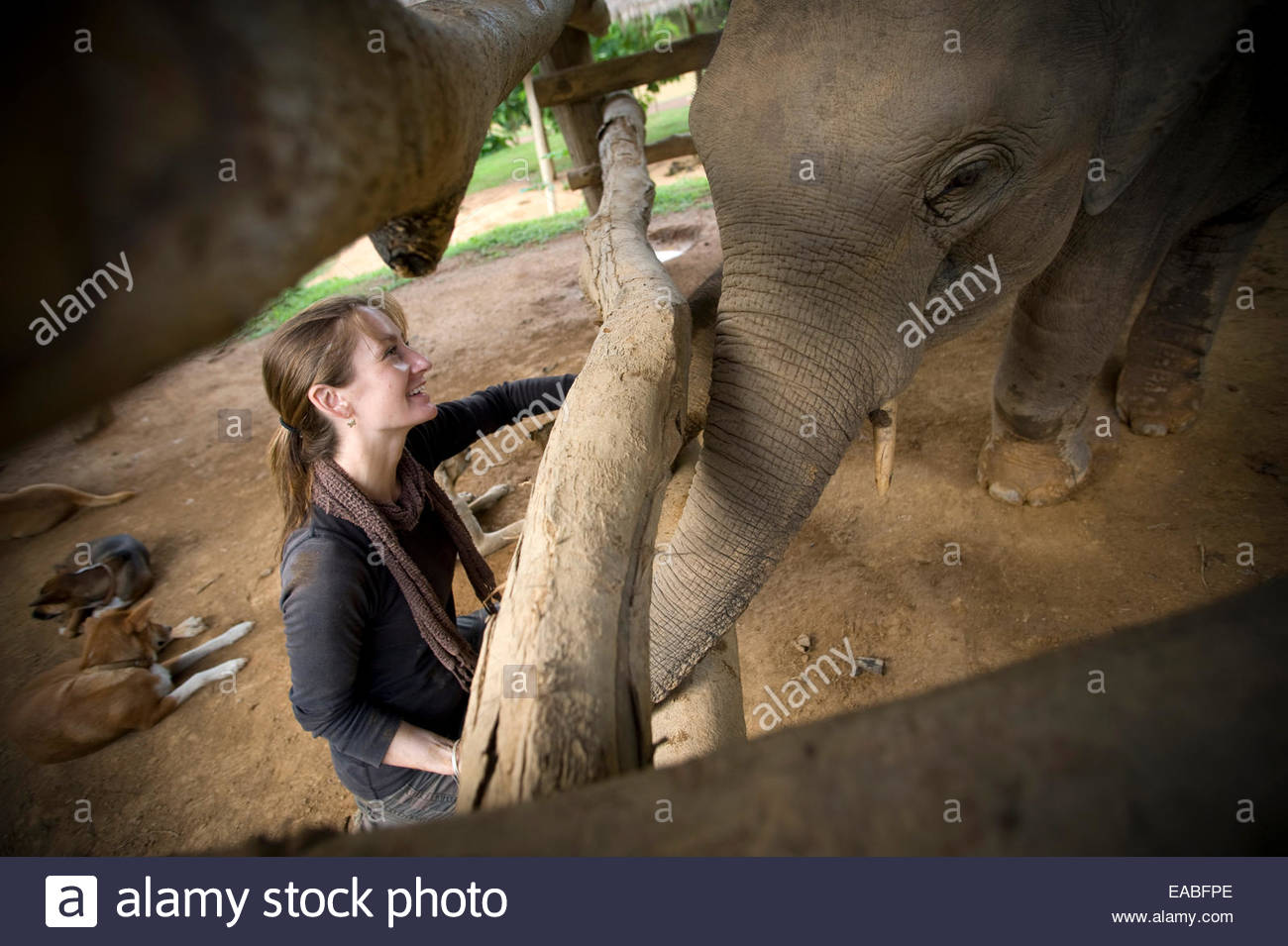 Training Elephants High Resolution Stock Photography and Images - Alamy