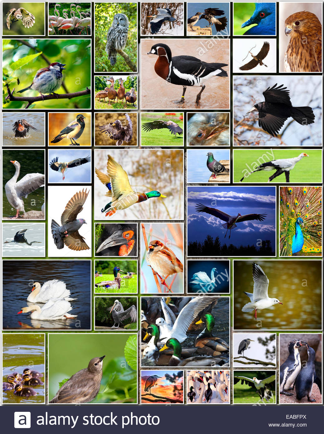 Collage Birds Stock Photos & Collage Birds Stock Images - Alamy
