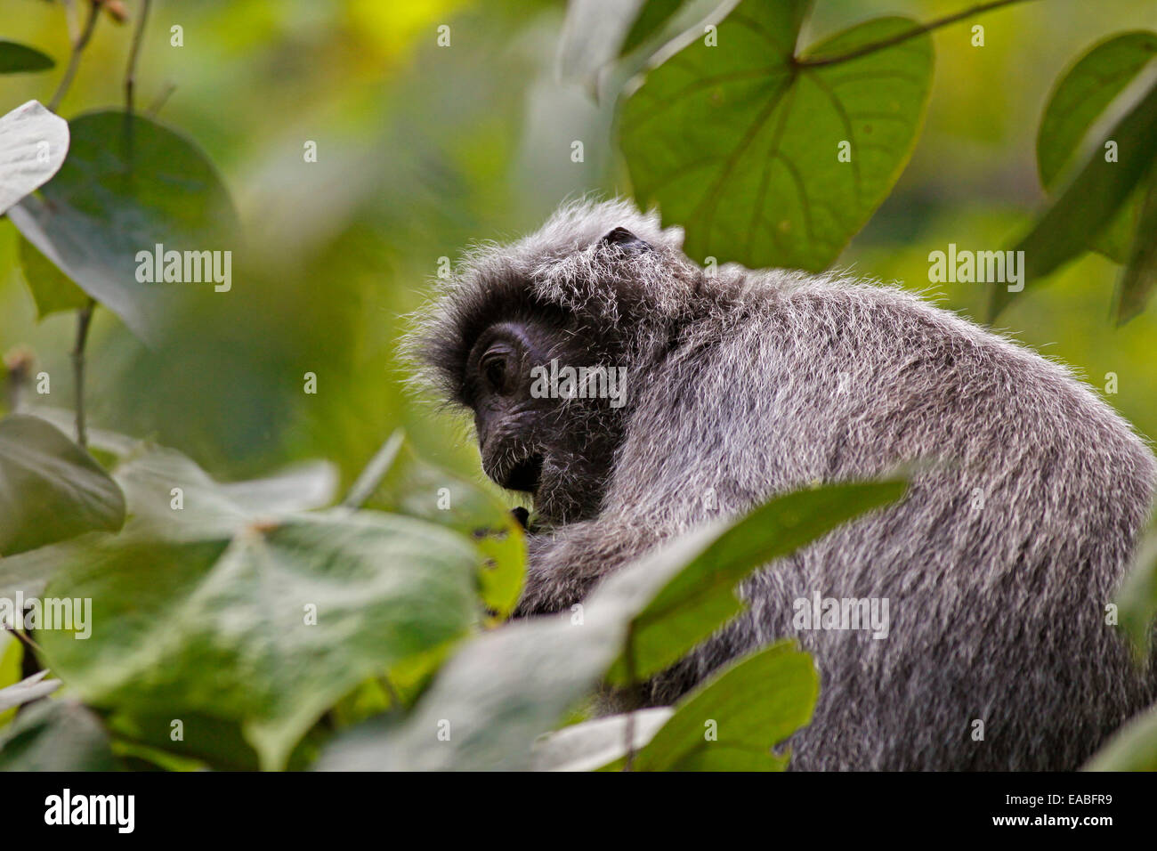 Silver langur hi-res stock photography and images - Alamy