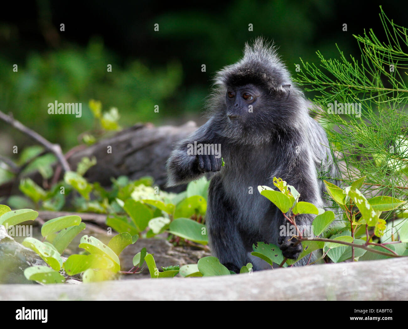 Silvery Lutung - Trachypithecus cristatus - also known as the silver ...