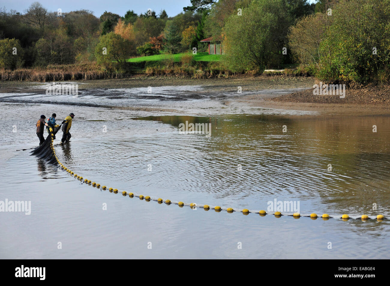 netting a lake for fish management Stock Photo - Alamy