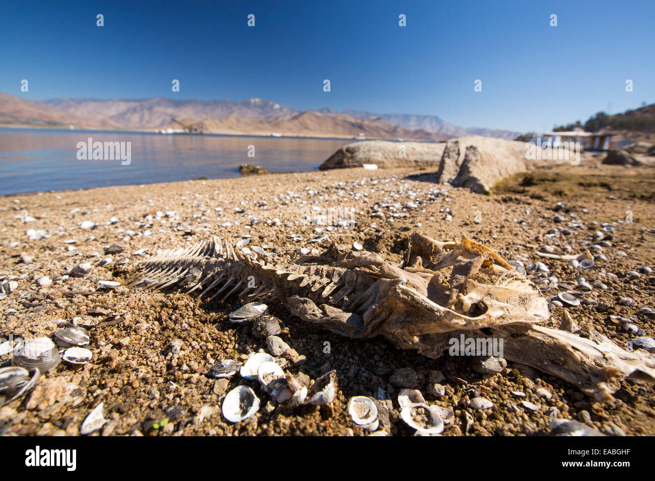 A dead fish and clam shells on the exposed lake bed of Lake Isabella ...