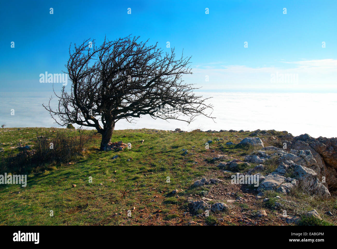 Lonely tree with clouds and blue sunny sky Stock Photo - Alamy