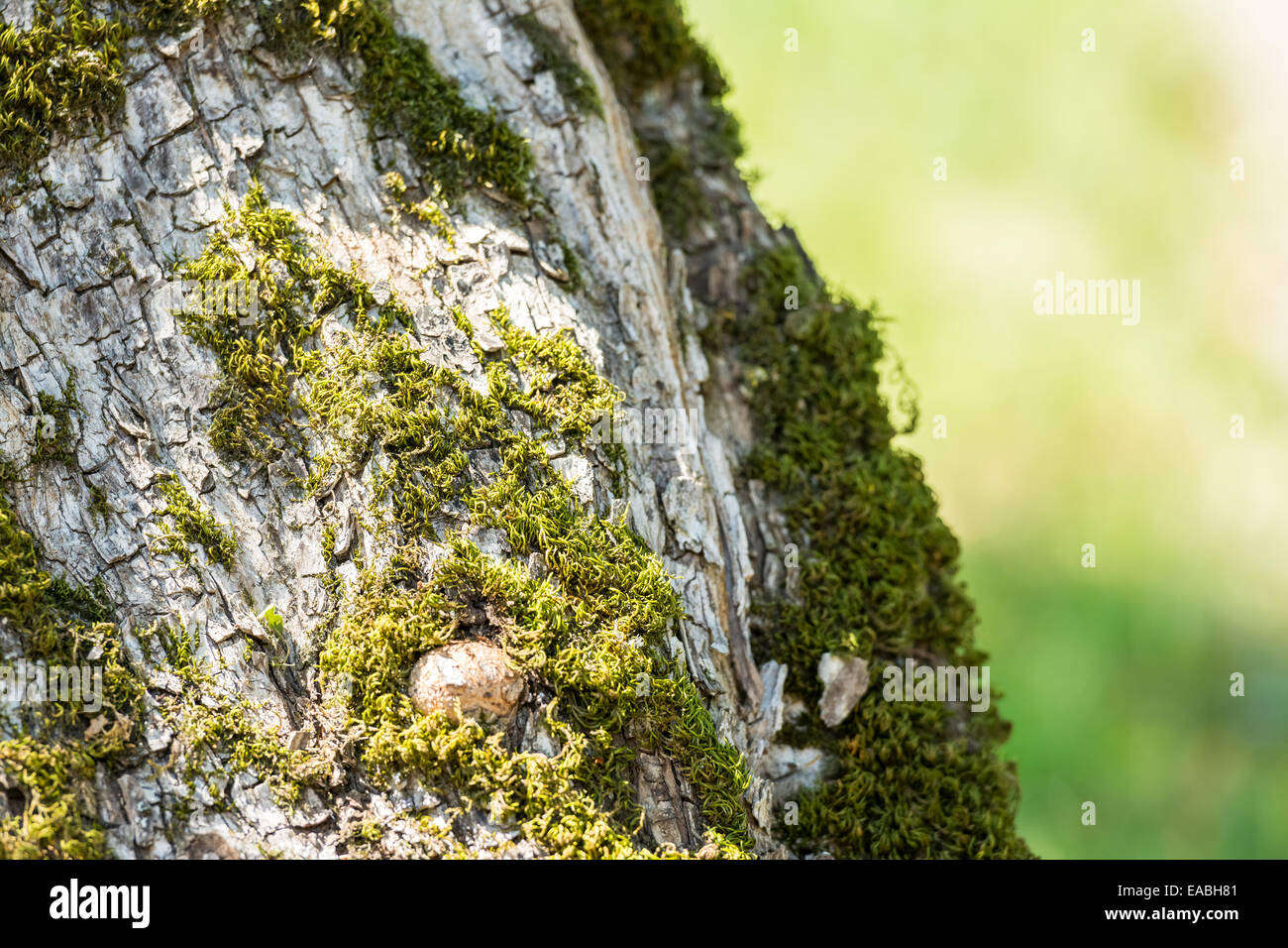 Moss side hi-res stock photography and images - Alamy