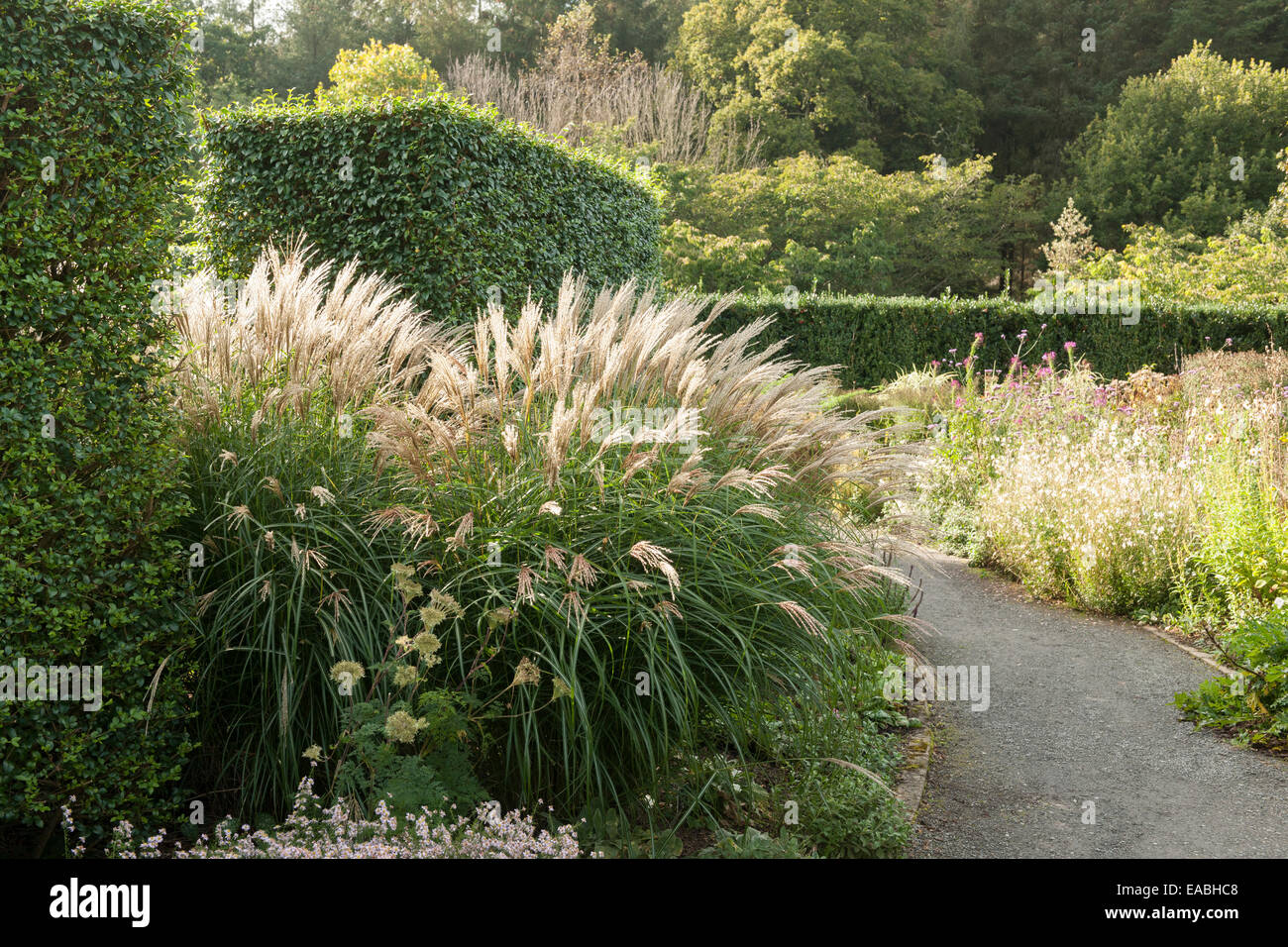 grasses and hedging at RHS Rosemoor Stock Photo - Alamy
