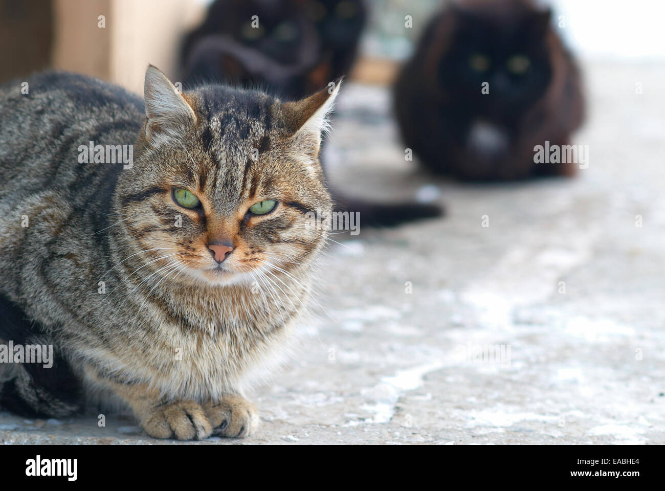 Group of cats sitting and looking at camera Stock Photo - Alamy