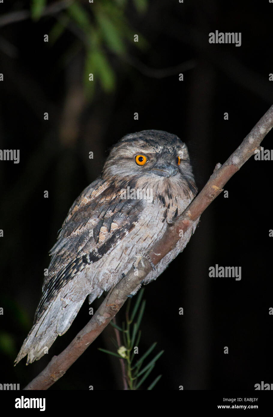 Tawny Frogmouth (Podargus strigoides), Australia Stock Photo - Alamy