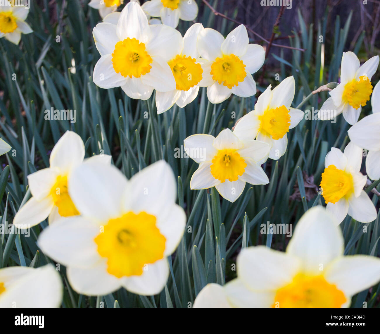 Australian spring flowers hi-res stock photography and images - Alamy